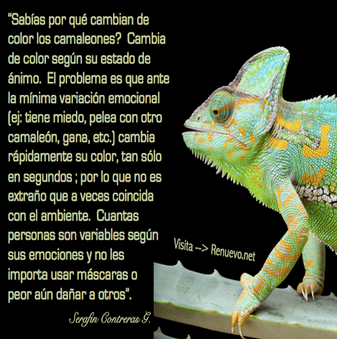 Por Qué Cambian De Color Los Camaleones?